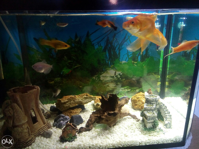 Akvarijum 80L - Akvarijumi - OLX.ba