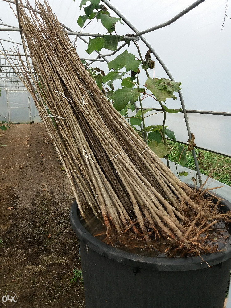 Sadnica paulovnija proizved IN VITRO i kanadske topole - Sadnice - OLX.ba