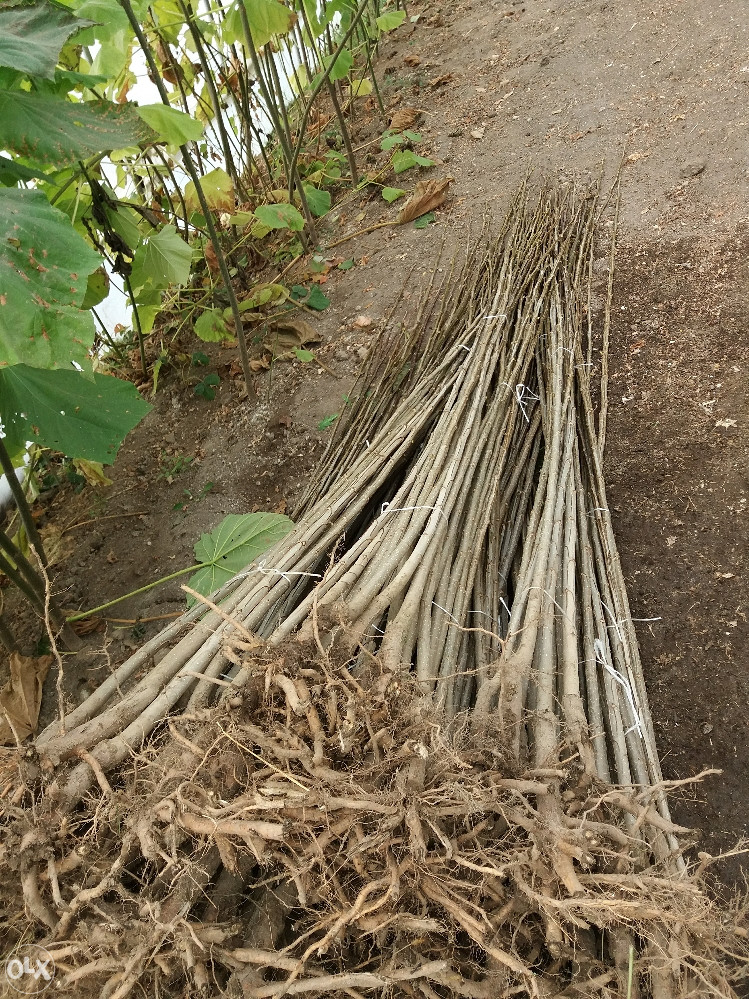 Sadnica paulovnija proizved IN VITRO i kanadske topole - Sadnice - OLX.ba