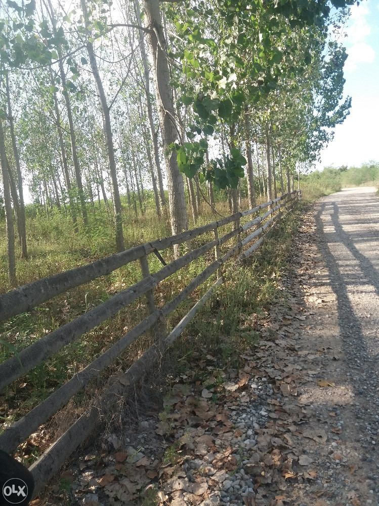 Sadnica paulovnija proizved IN VITRO i kanadske topole - Sadnice - OLX.ba