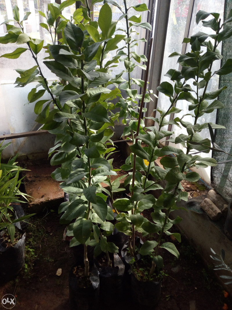 Limun - Sadnice - OLX.ba