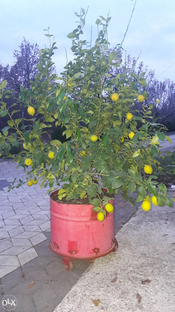 Limun stablo 7 god EKO - Sadnice - OLX.ba