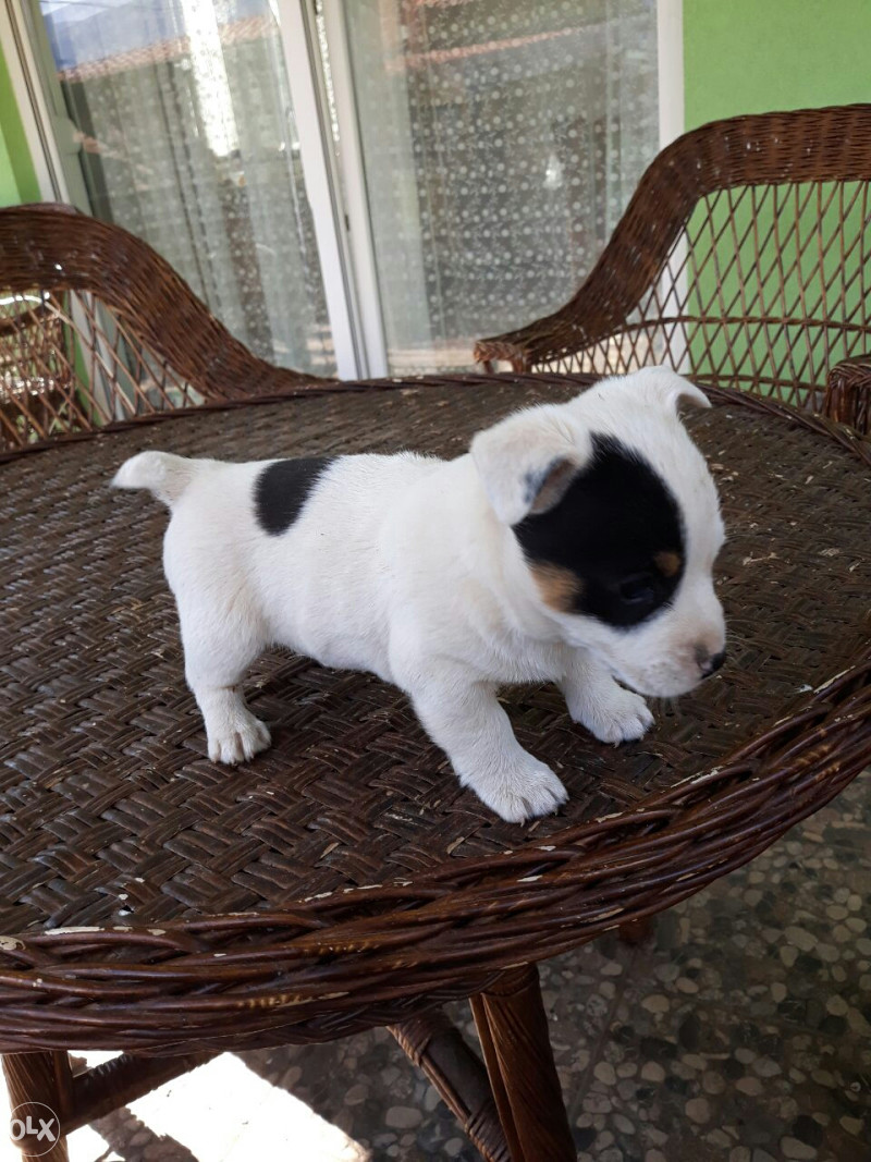 Jack Russell stenad - Psi i Štenad - OLX.ba
