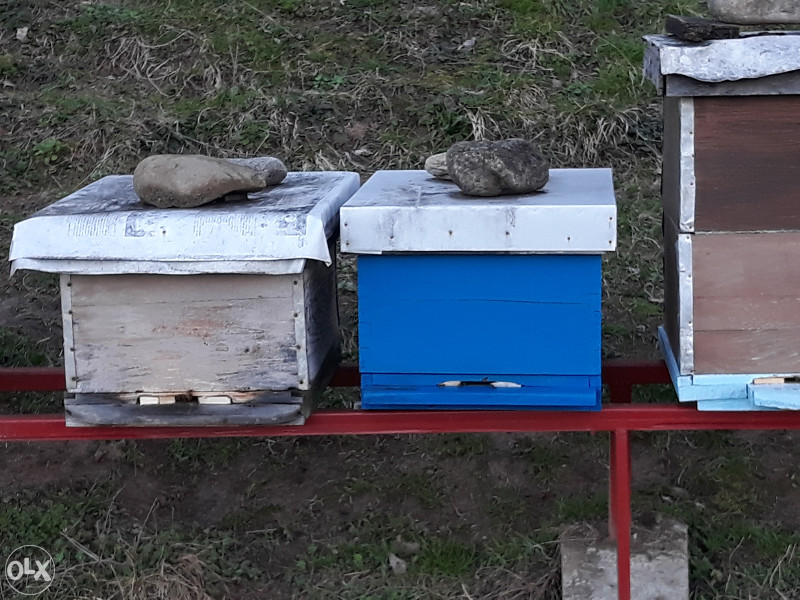 Prodajem pcelinja drustva - Pčele - OLX.ba
