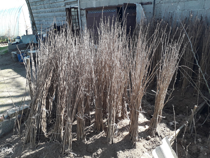 LJESNJAK-Lesnik-Ljesnik SADNICE,sad-ISTARSKI I RIMSKI - Sadnice - OLX.ba