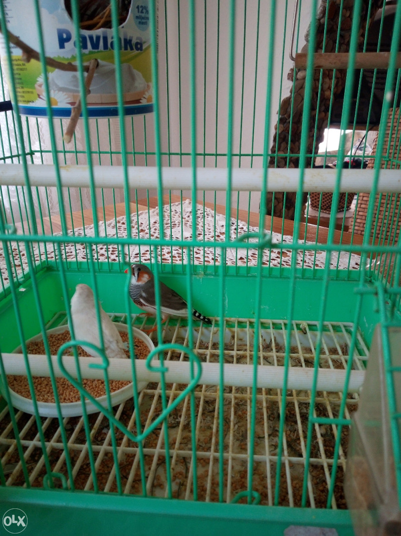 Australijske zebe matični par - Ptice - OLX.ba