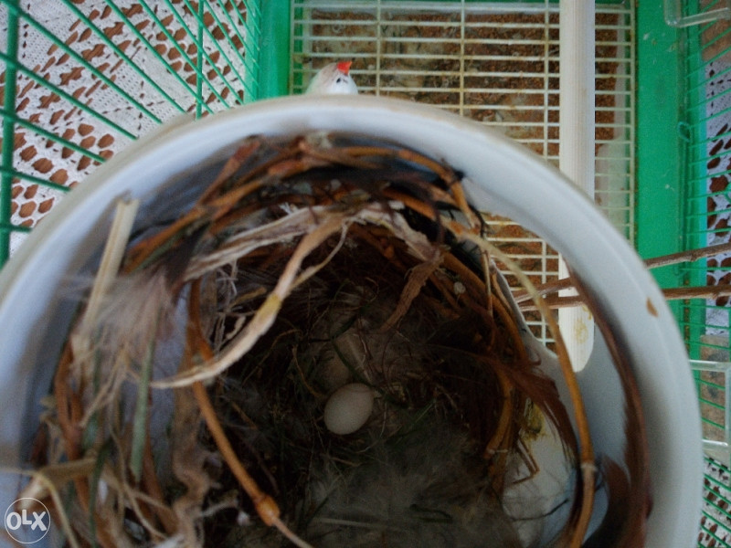 Australijske zebe matični par - Ptice - OLX.ba