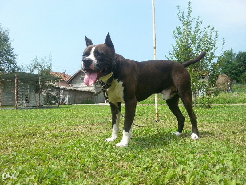 Americki staford prodajem - Parenje - OLX.ba