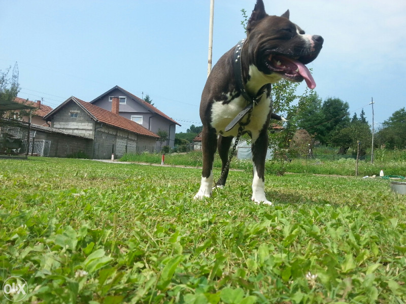 Americki staford prodajem - Parenje - OLX.ba