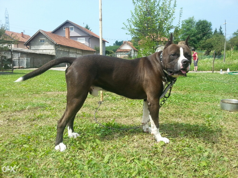 Americki staford prodajem - Parenje - OLX.ba