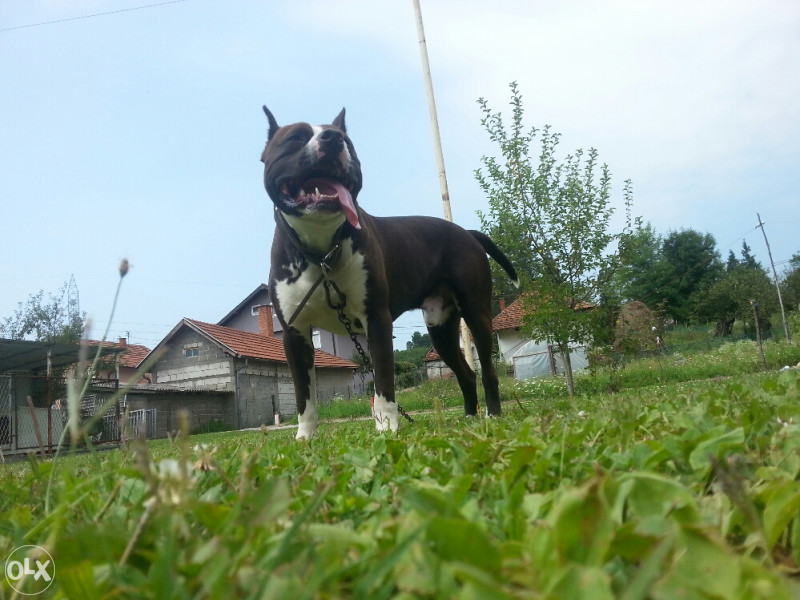 Americki staford prodajem - Parenje - OLX.ba