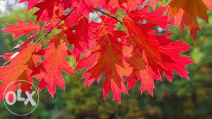 Crveni hrast,Quercus rubra - Sadnice - OLX.ba