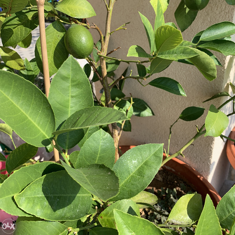 Limun sadnice - Sadnice - OLX.ba