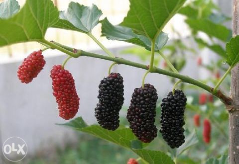 DUD - CRNI - BIJELI - Sadnice - OLX.ba