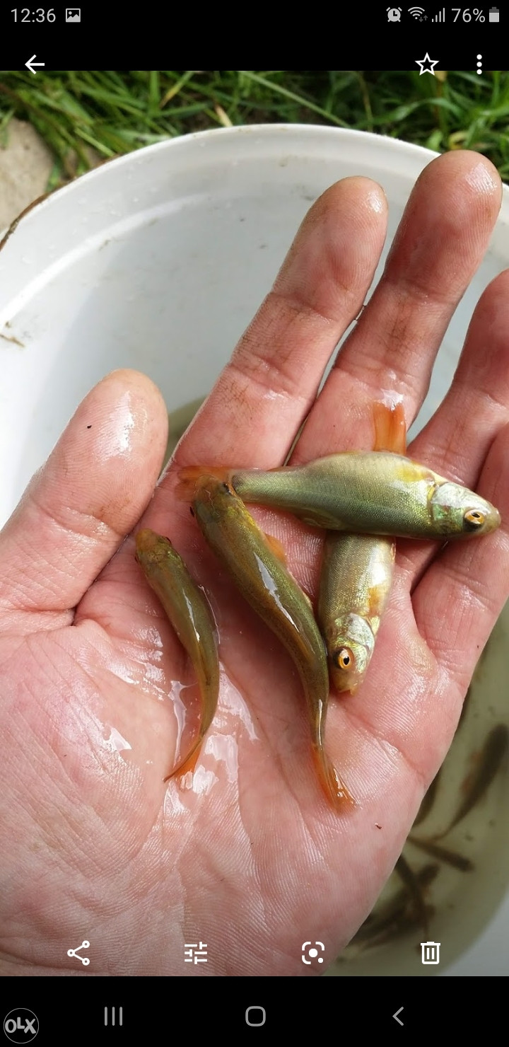 Linjak ribe poribljavanje ziva riba ribolov mladj - Ribe i morska hrana ...