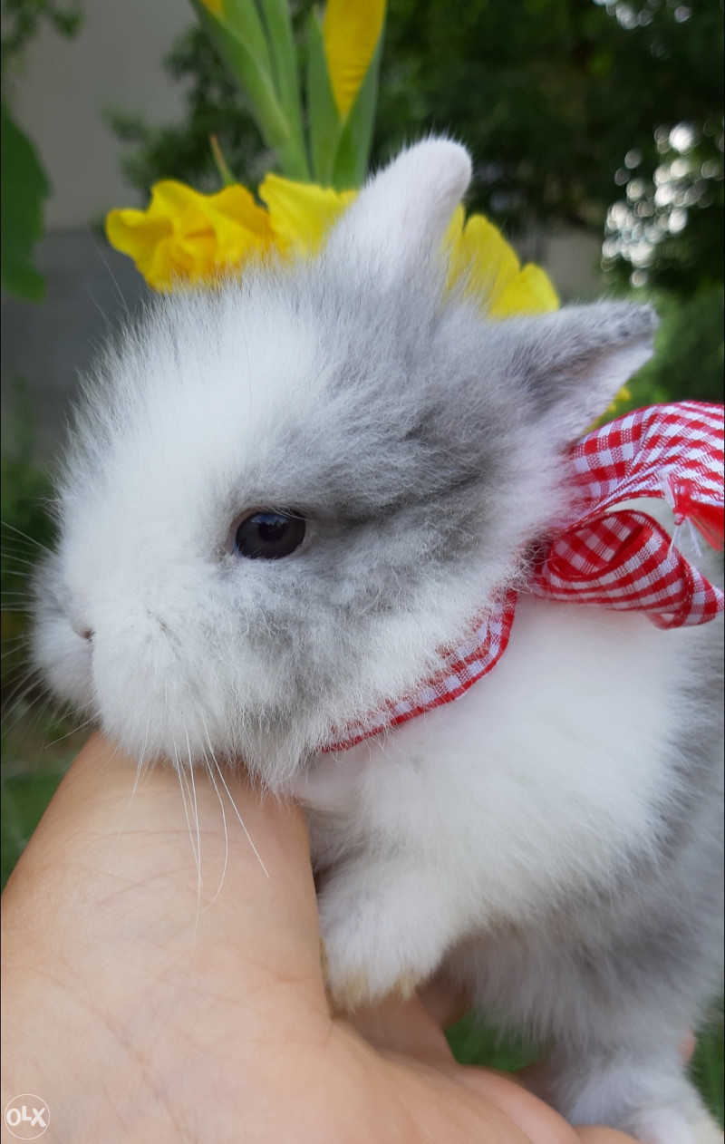 Lavlja glava patuljasti kunic kunici zec zecevi zecici - Kunići - OLX.ba