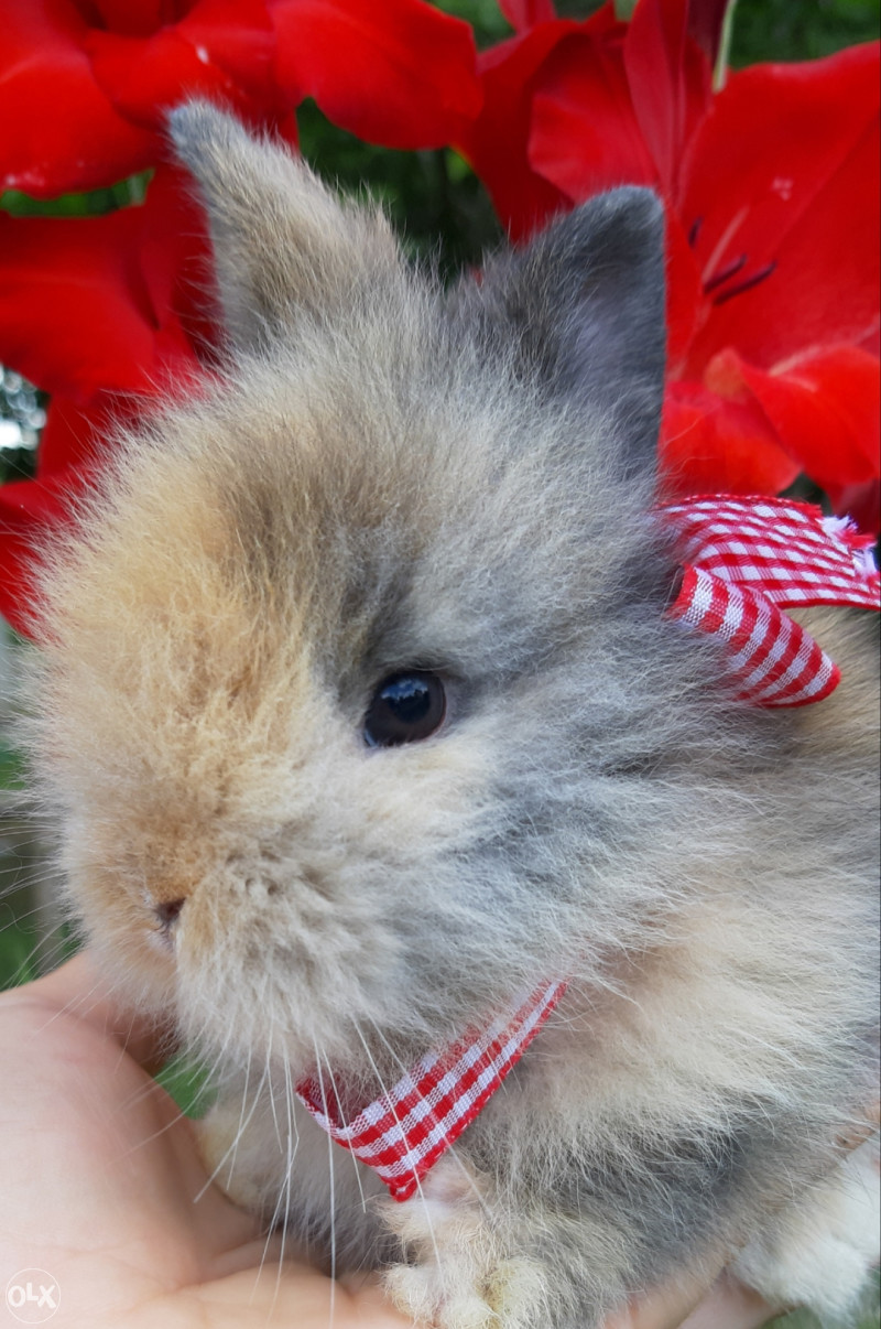 Lavlja glava patuljasti kunic kunici zec zecevi zecici - Kunići - OLX.ba