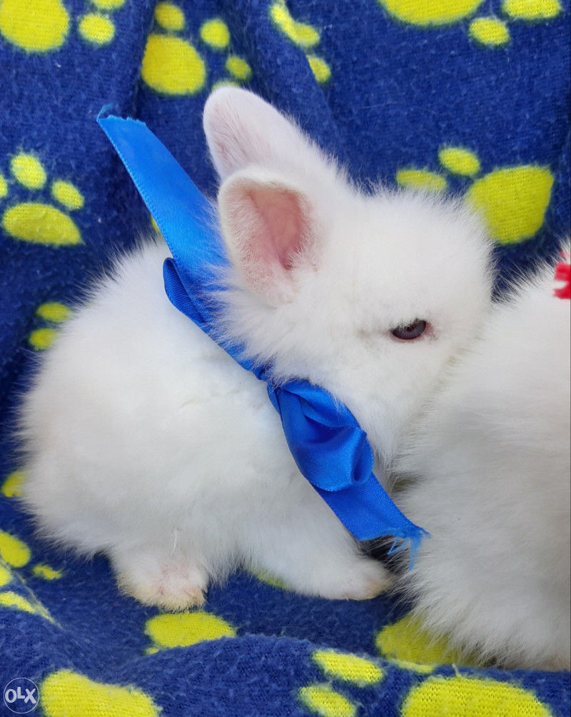 Lavlja glava patuljasti kunic kunici zec zecevi zecici - Kunići - OLX.ba