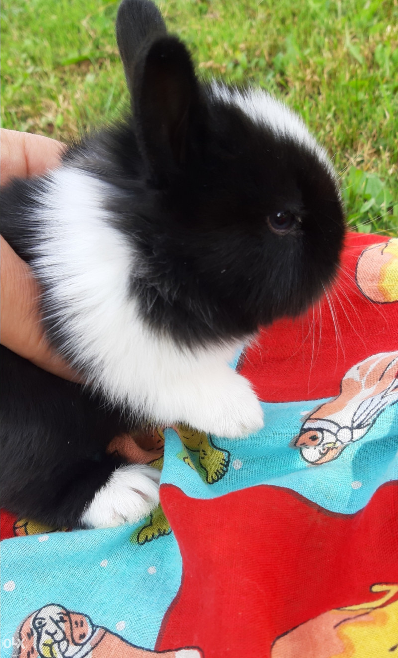 Lavlja glava patuljasti kunic kunici zec zecevi zecici - Kunići - OLX.ba