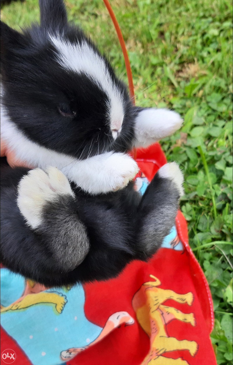 Lavlja glava patuljasti kunic kunici zec zecevi zecici - Kunići - OLX.ba