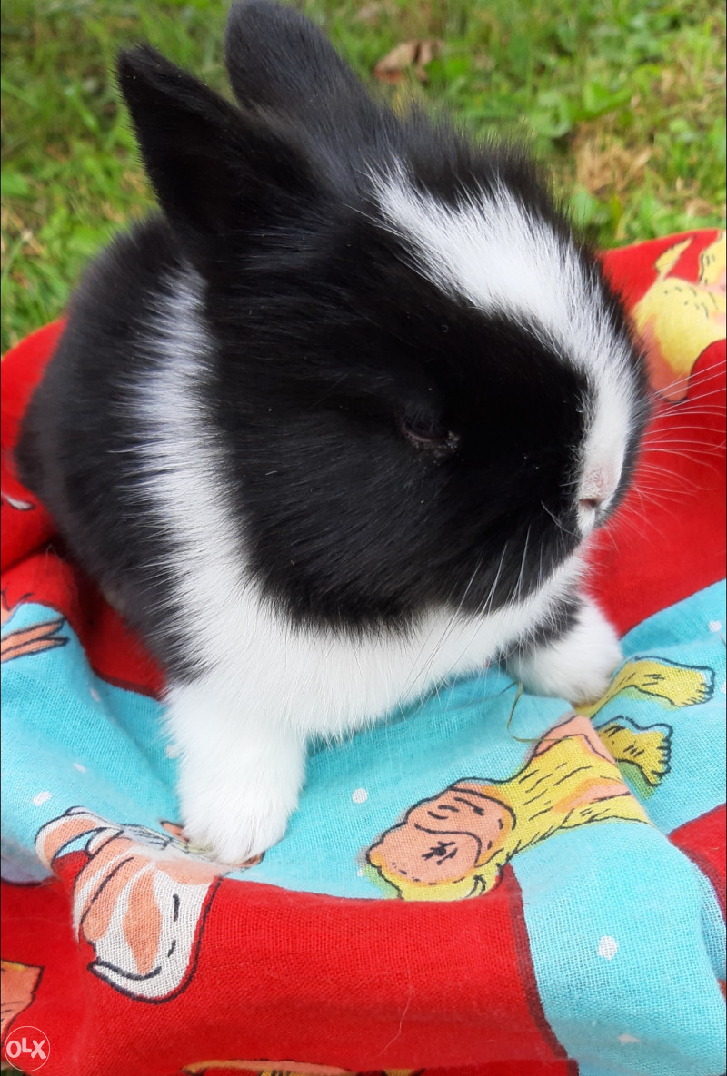 Lavlja glava patuljasti kunic kunici zec zecevi zecici - Kunići - OLX.ba