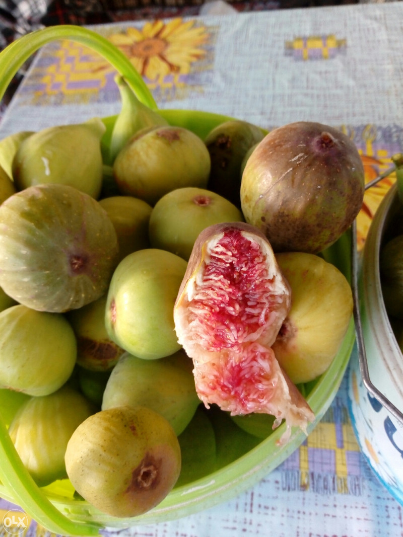 Sadnice smokve smokva - Sadnice - OLX.ba