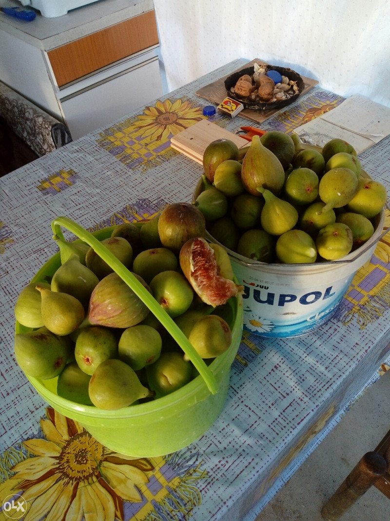 Sadnice smokve smokva - Sadnice - OLX.ba