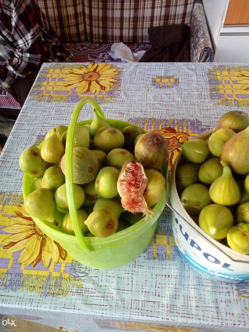 Sadnice smokve smokva - Sadnice - OLX.ba