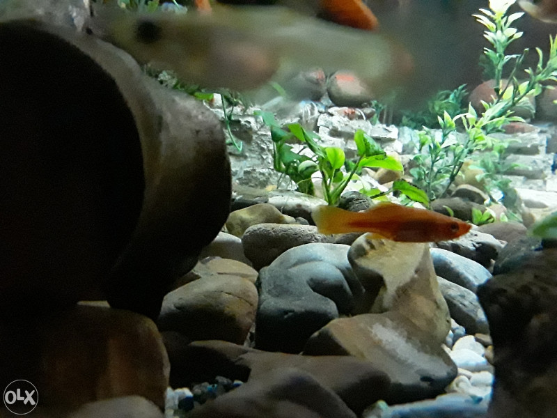 Akvarijumske ribice ksifo(švert) - Ribice - OLX.ba
