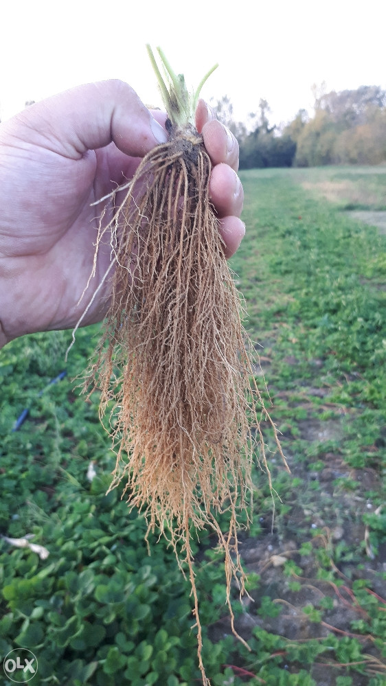 Frigo sadnice jagode sa certifikatom - Sadnice - OLX.ba