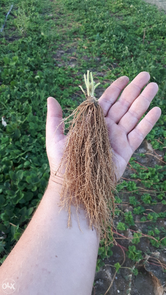 Frigo sadnice jagode sa certifikatom - Sadnice - OLX.ba