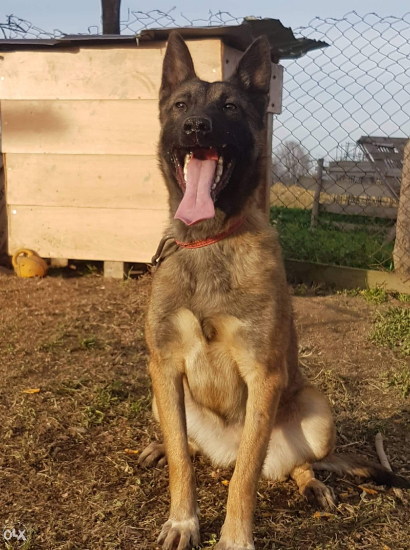 Belgijski ovcar ženka - Psi i Štenad - OLX.ba