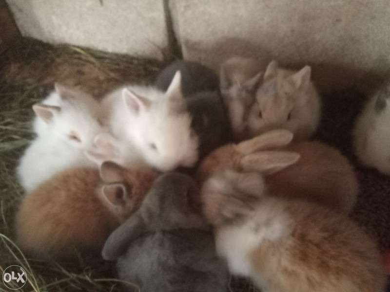 Zeko, zec, Kunici patuljasti,DOSTAVA - Kunići - OLX.ba