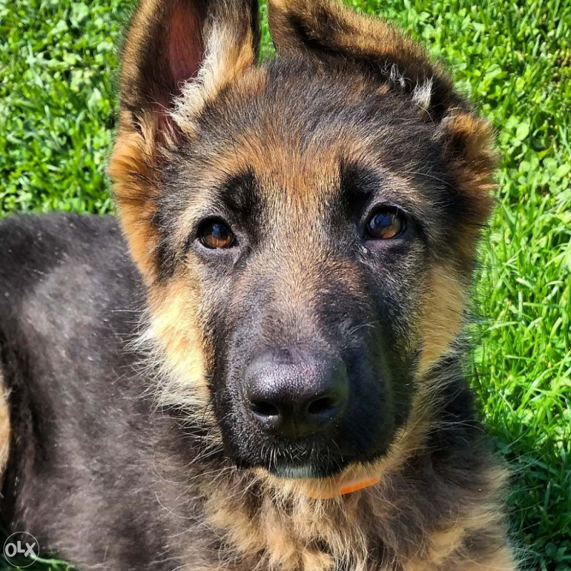 Njemacki ovcari stenci - Psi i Štenad - OLX.ba