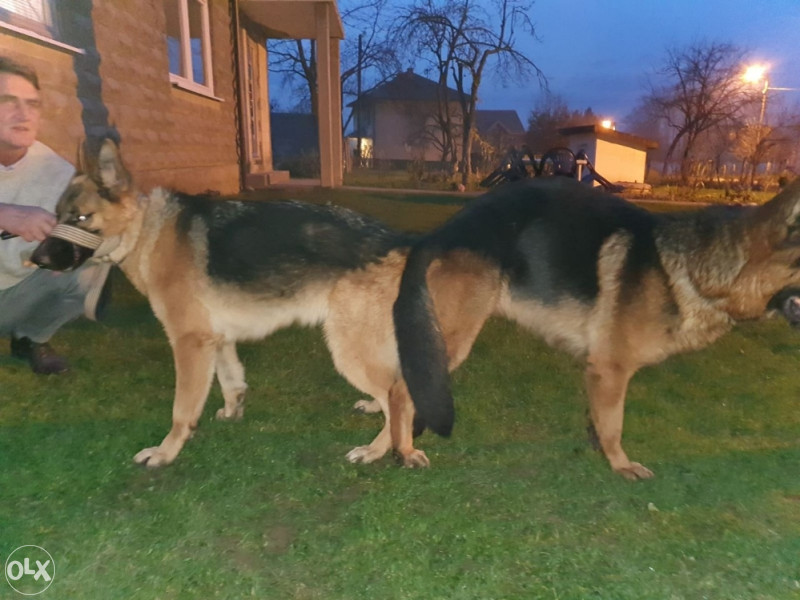 Njemacki ovcari stenci - Psi i Štenad - OLX.ba