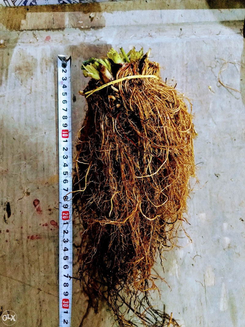 Frigo sadnice jagode sa certifikatom - Sadnice - OLX.ba