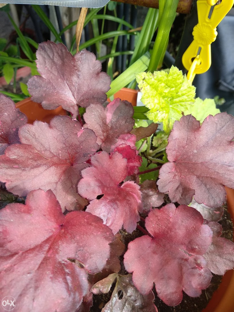 heucere i hucarele, hojhere - Sadnice - OLX.ba