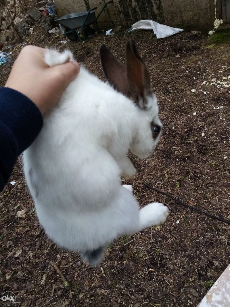 Zecevi Par - Zečevi - OLX.ba