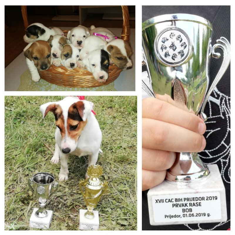 Jack Rasel terijer, štenci! - Psi i Štenad - OLX.ba