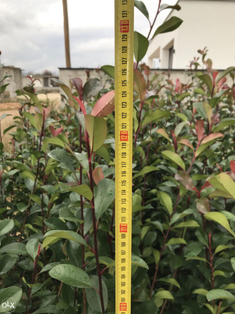 Photinia sadnice (Fotinija) - Sadnice - OLX.ba