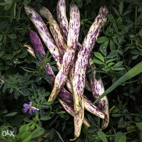 Mahune, boranija, grah mahunar niski Čudo Piemonte - Sjemena - OLX.ba