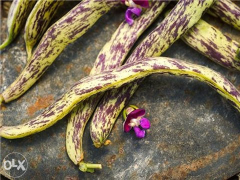 Mahune, boranija, grah mahunar niski Čudo Piemonte - Sjemena - OLX.ba