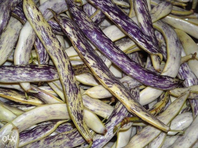 Mahune, boranija, grah mahunar niski Čudo Piemonte - Sjemena - OLX.ba