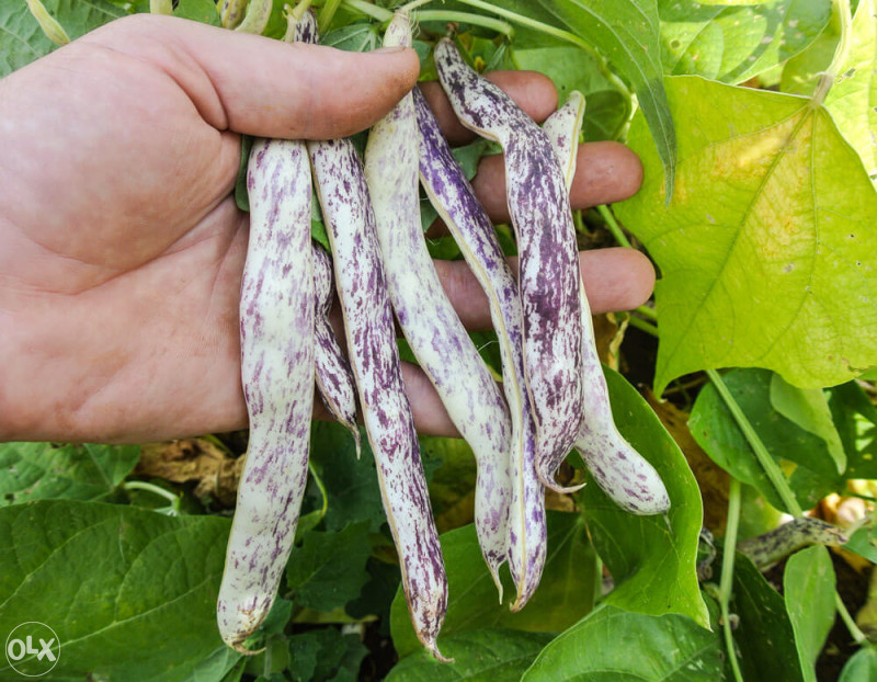 Mahune, boranija, grah mahunar niski Čudo Piemonte - Sjemena - OLX.ba