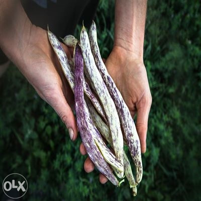 Mahune, boranija, grah mahunar niski Čudo Piemonte - Sjemena - OLX.ba