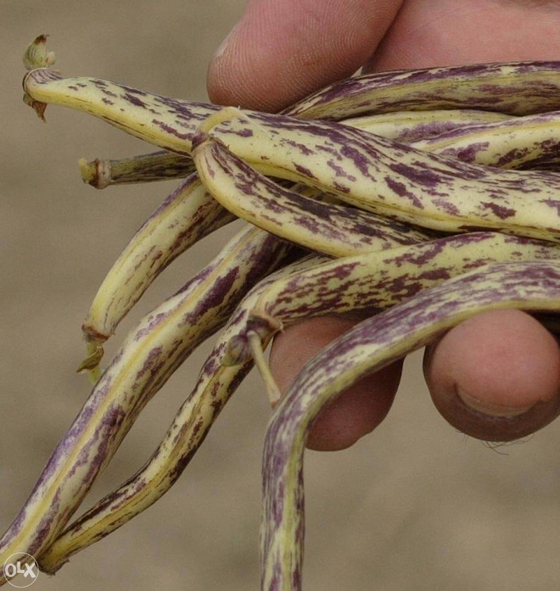 Mahune, boranija, grah mahunar niski Čudo Piemonte - Sjemena - OLX.ba