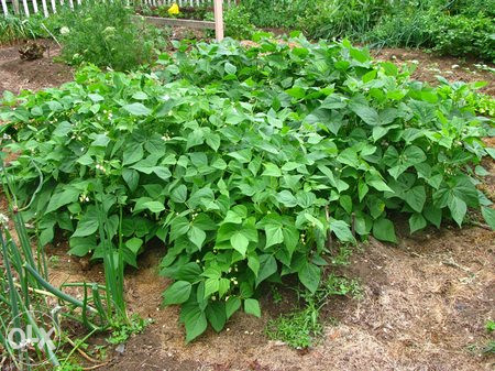 Mahune, boranija, grah mahunar niski Čudo Piemonte - Sjemena - OLX.ba