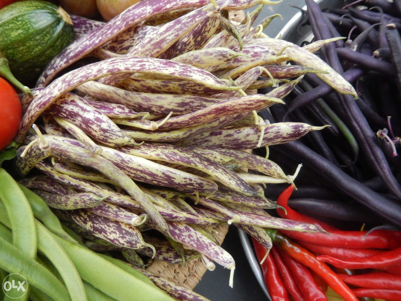 Mahune, boranija, grah mahunar niski Čudo Piemonte - Sjemena - OLX.ba