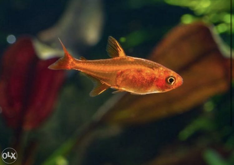 Ember tetra - Ribice - OLX.ba