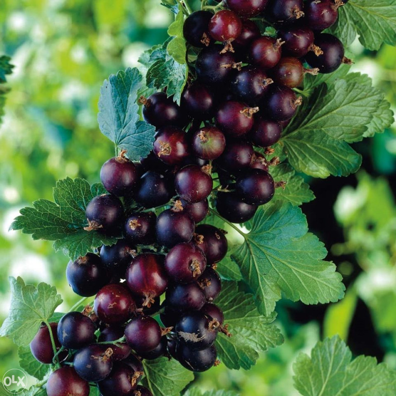 JOSTA,CRNA RIBIZLA,OGROZD - Sadnice - OLX.ba